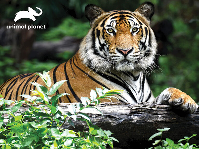 Animal Planet - Tiger - 500 Piece 3D Puzzle - R Exclusive | Toys R Us ...